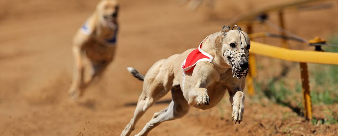 Watch the Dapto greyhounds this Thursday