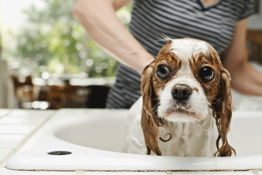 Dog washing 101: Keeping your pup clean | Localsearch Blog